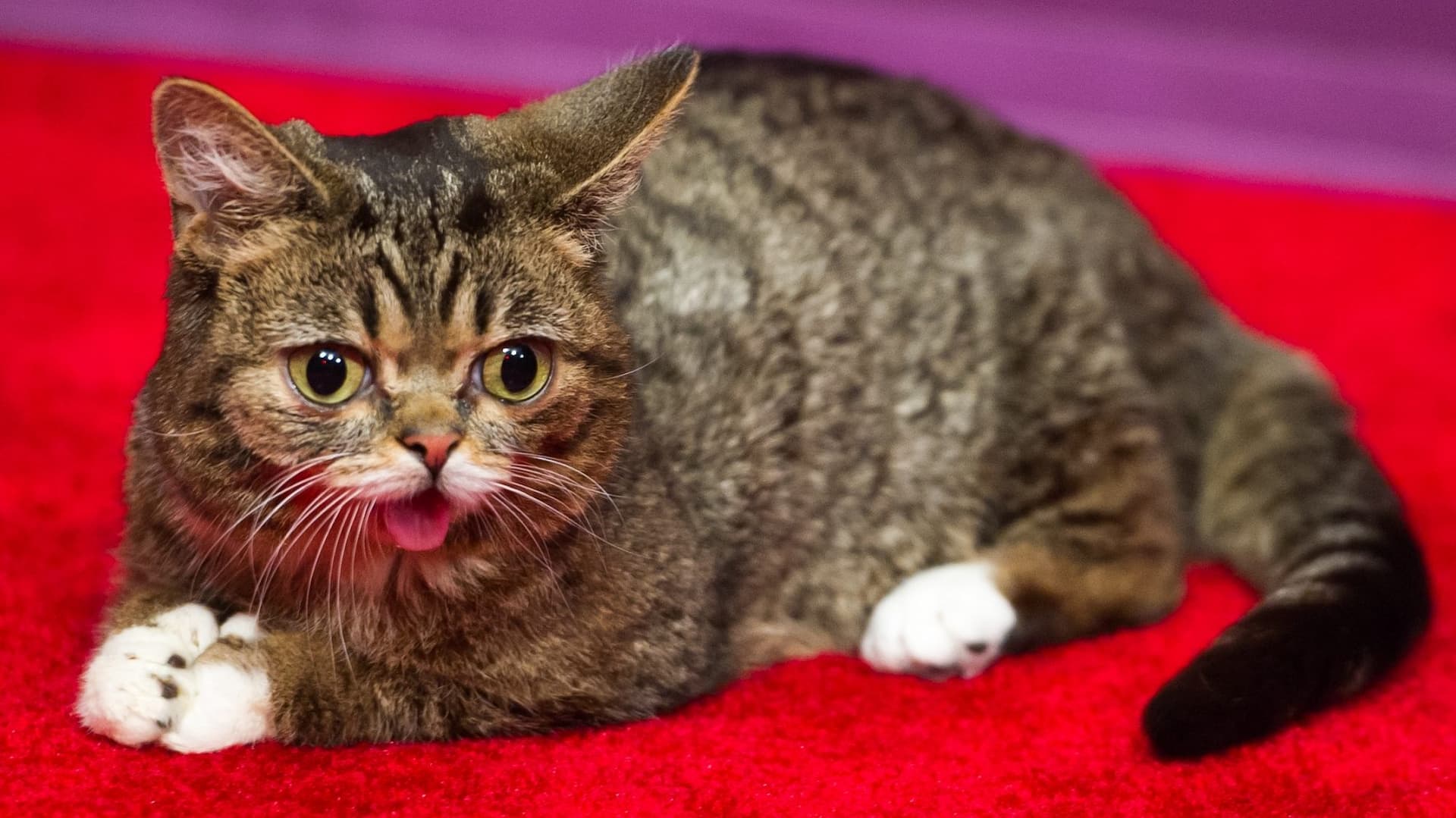 A legcukibb híres macskák - TOP24|24.hu